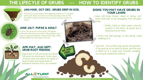 White Grubs: Damaging Insects in Lawns | All Turf Lawn Care