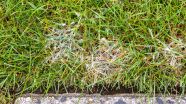 Pythium Blight Fungus In Your Lawn All Turf Lawn Care