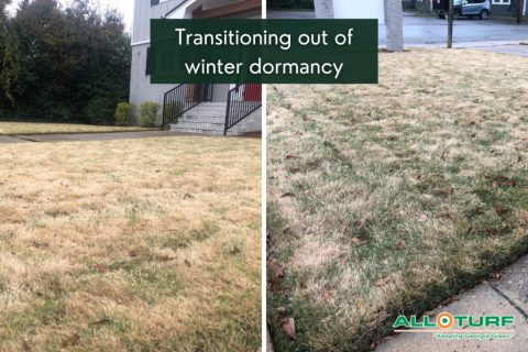 Spring Lawn Care: When to Scalp Your Atlanta Lawn | All Turf Lawn Care