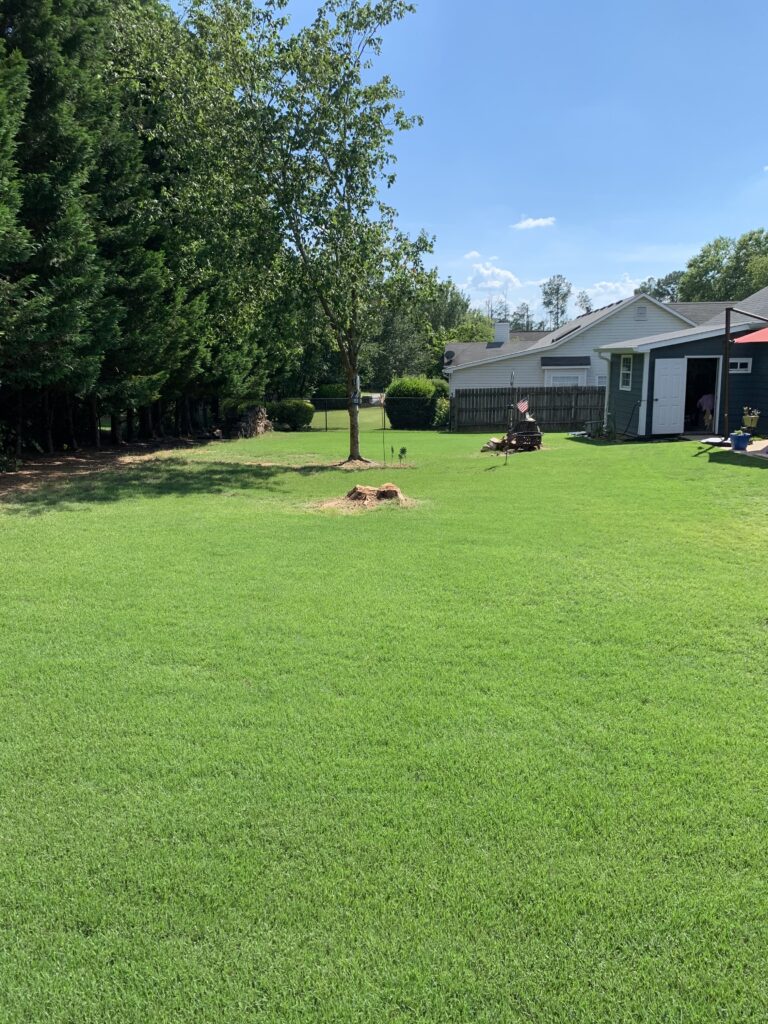 Stunning Lawn Care Results | All Turf Lawn Care Gallery