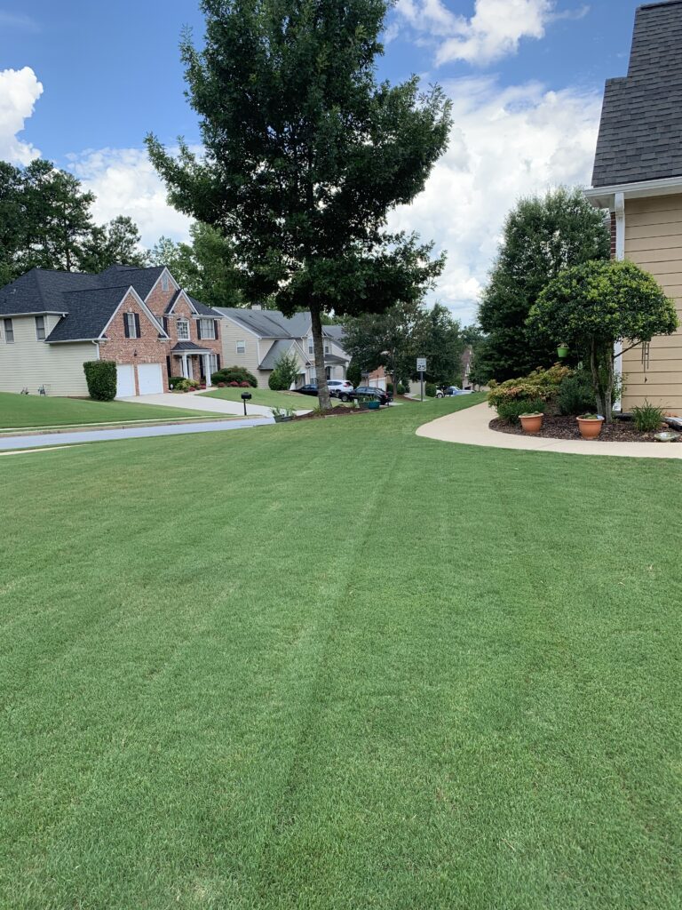 Stunning Lawn Care Results | All Turf Lawn Care Gallery
